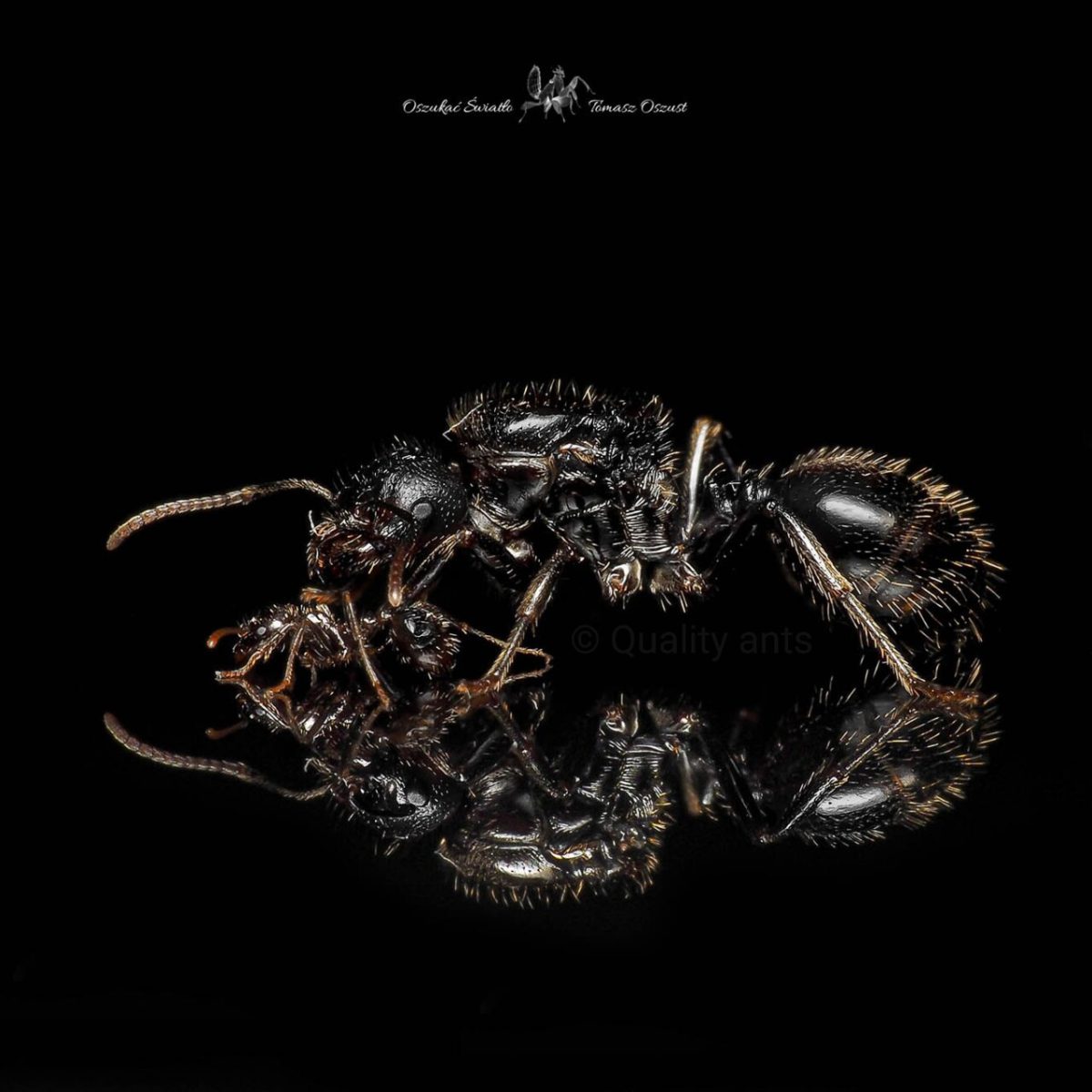 Starterset Messor barbarus mierenkolonie - Quality Ants