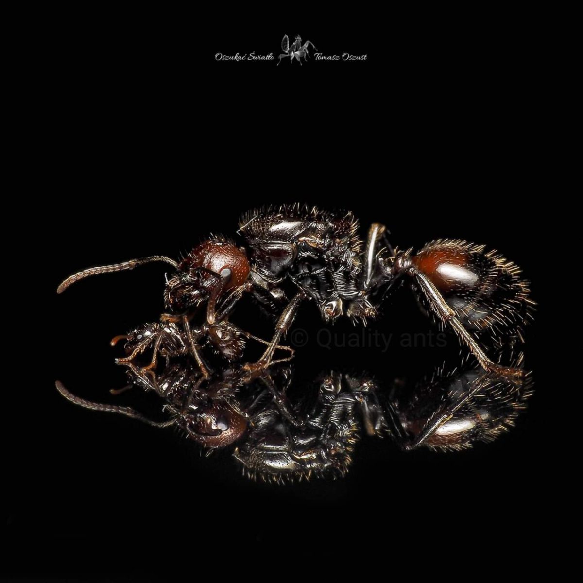 Messor barbarus queen - Quality Ants