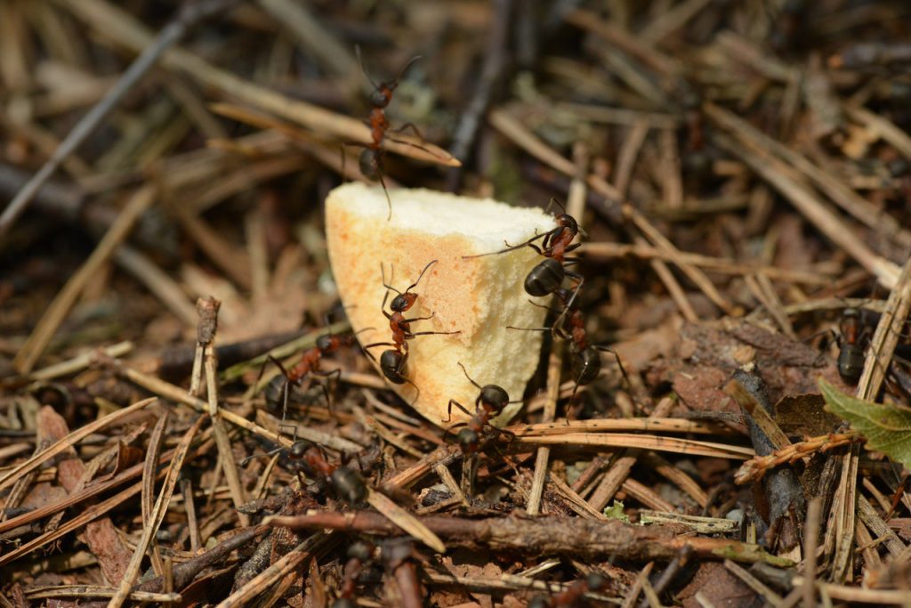 Messor cephalotes - Quality Ants