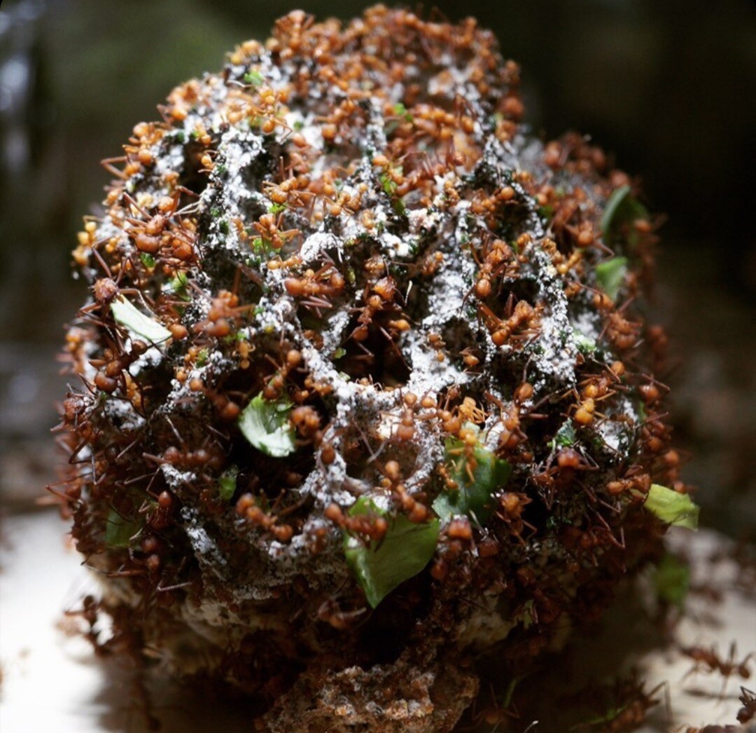 Acromyrmex octospinosus - Quality Ants