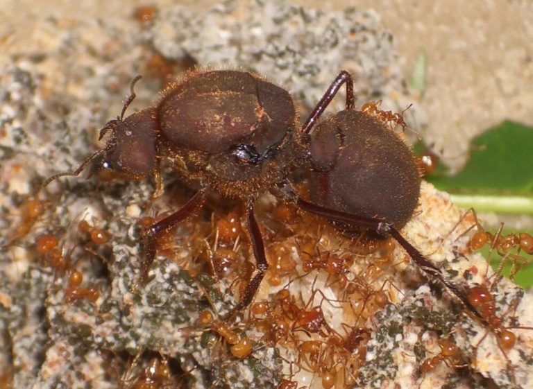Atta cephalotes - Quality Ants
