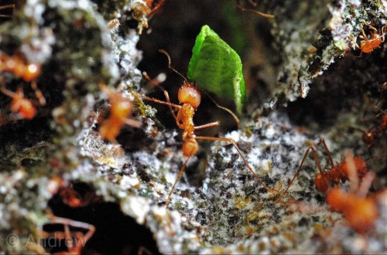 Atta cephalotes - Quality Ants