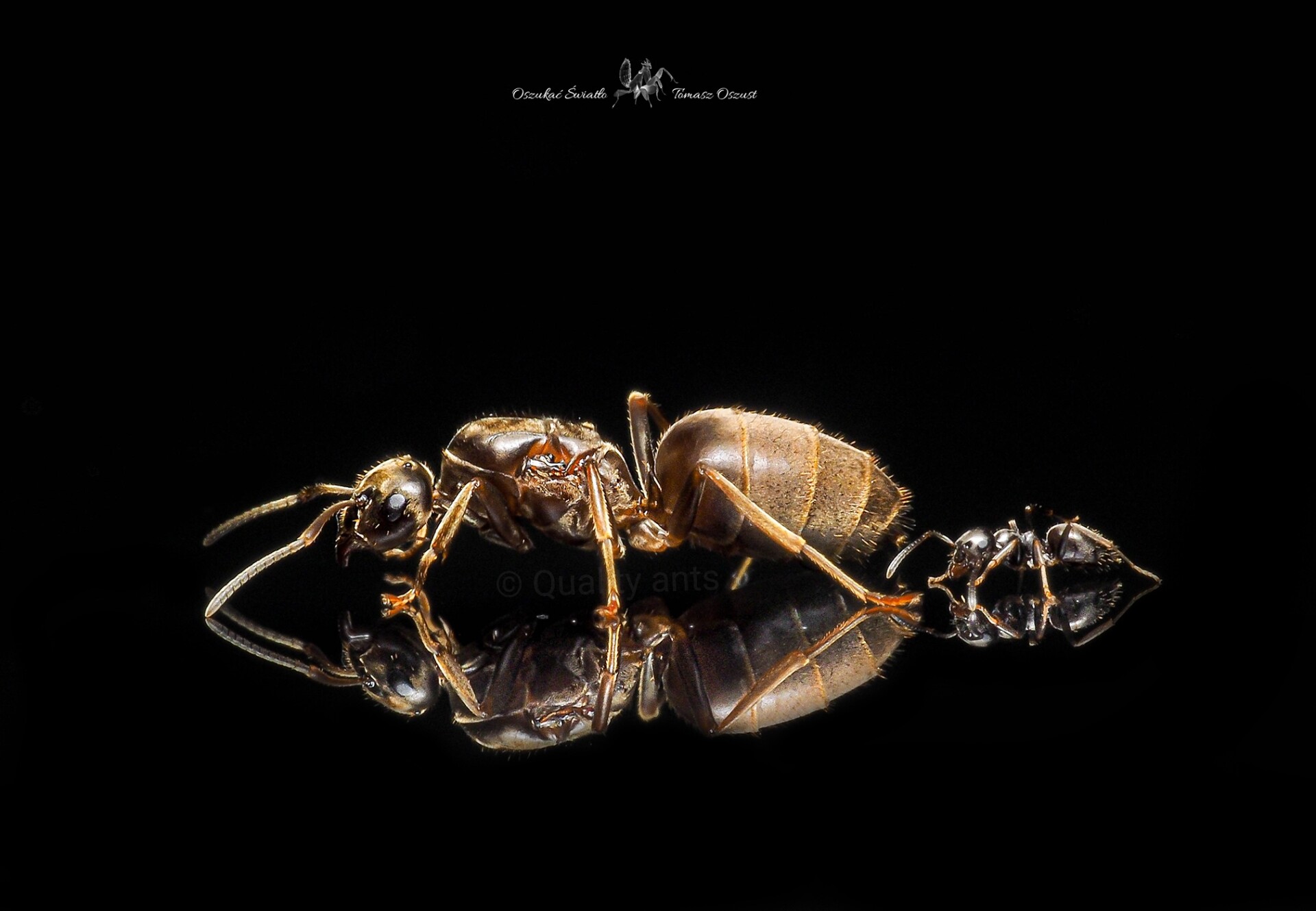 Lasius niger - Quality Ants