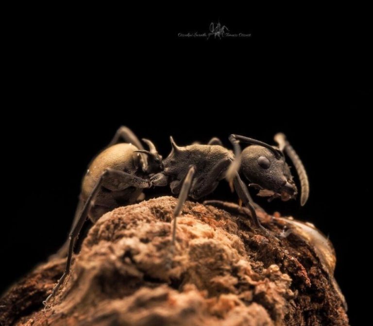 Polyrhachis dives - Quality Ants