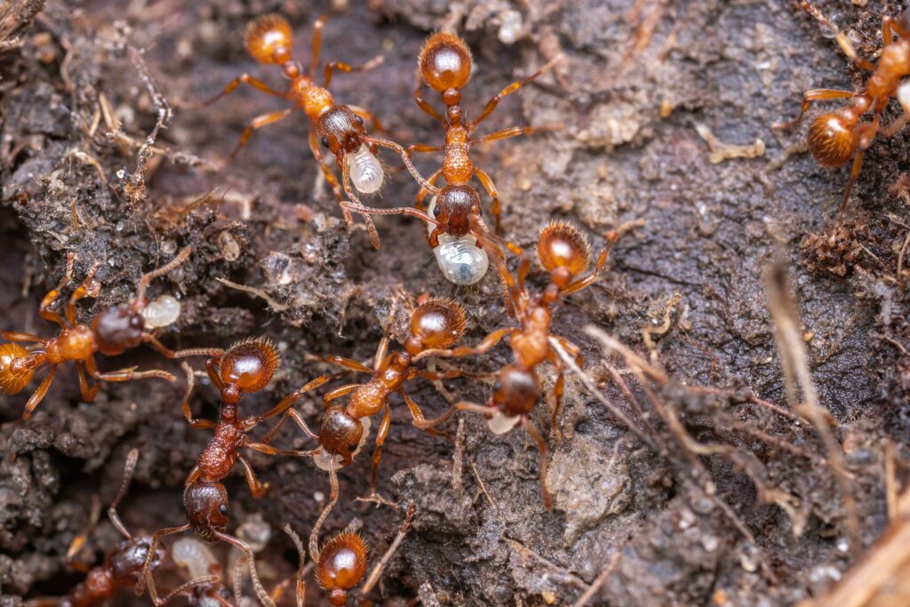 Myrmica rubra - Quality Ants