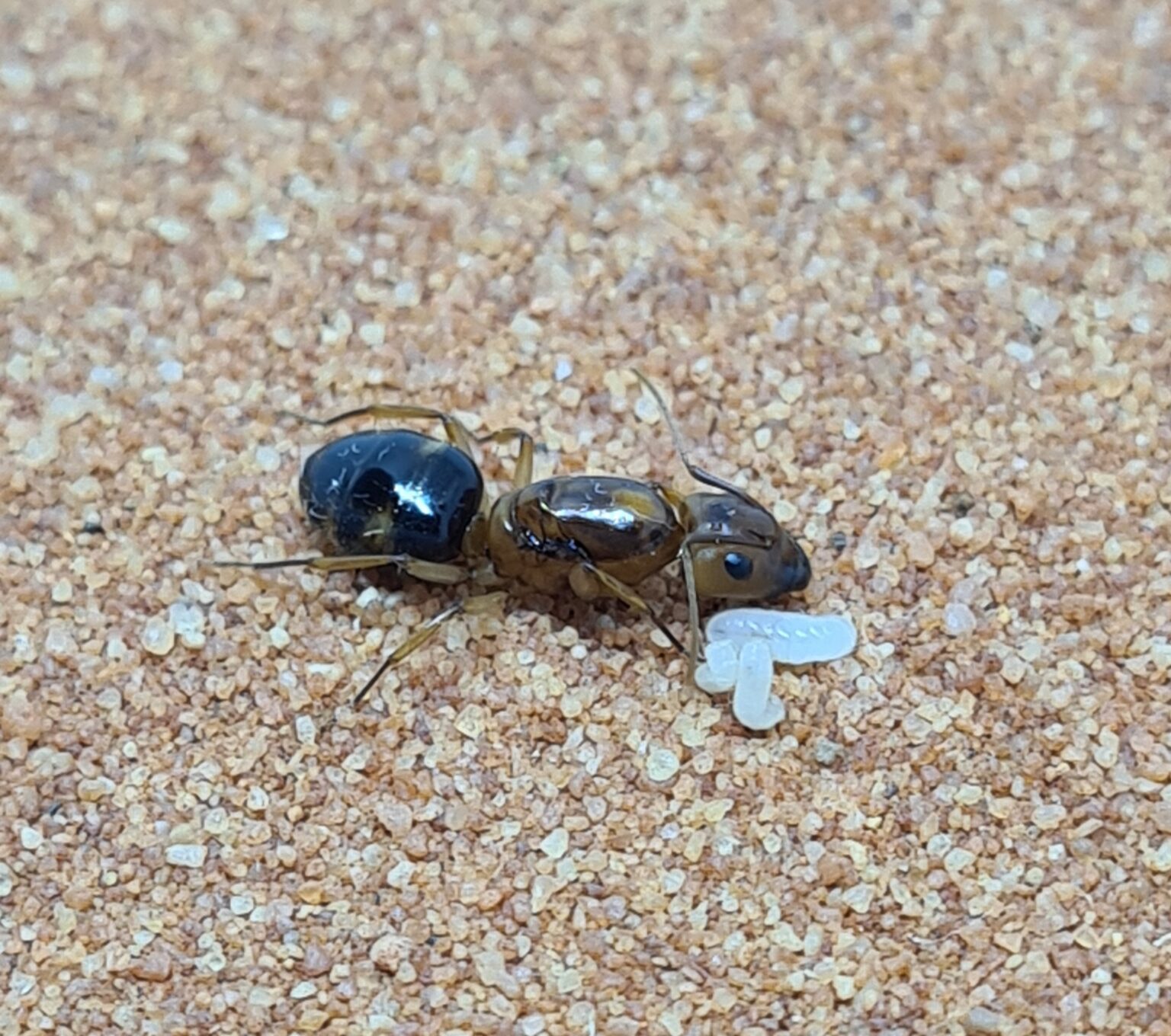 Camponotus maculatus subnudus - Quality Ants