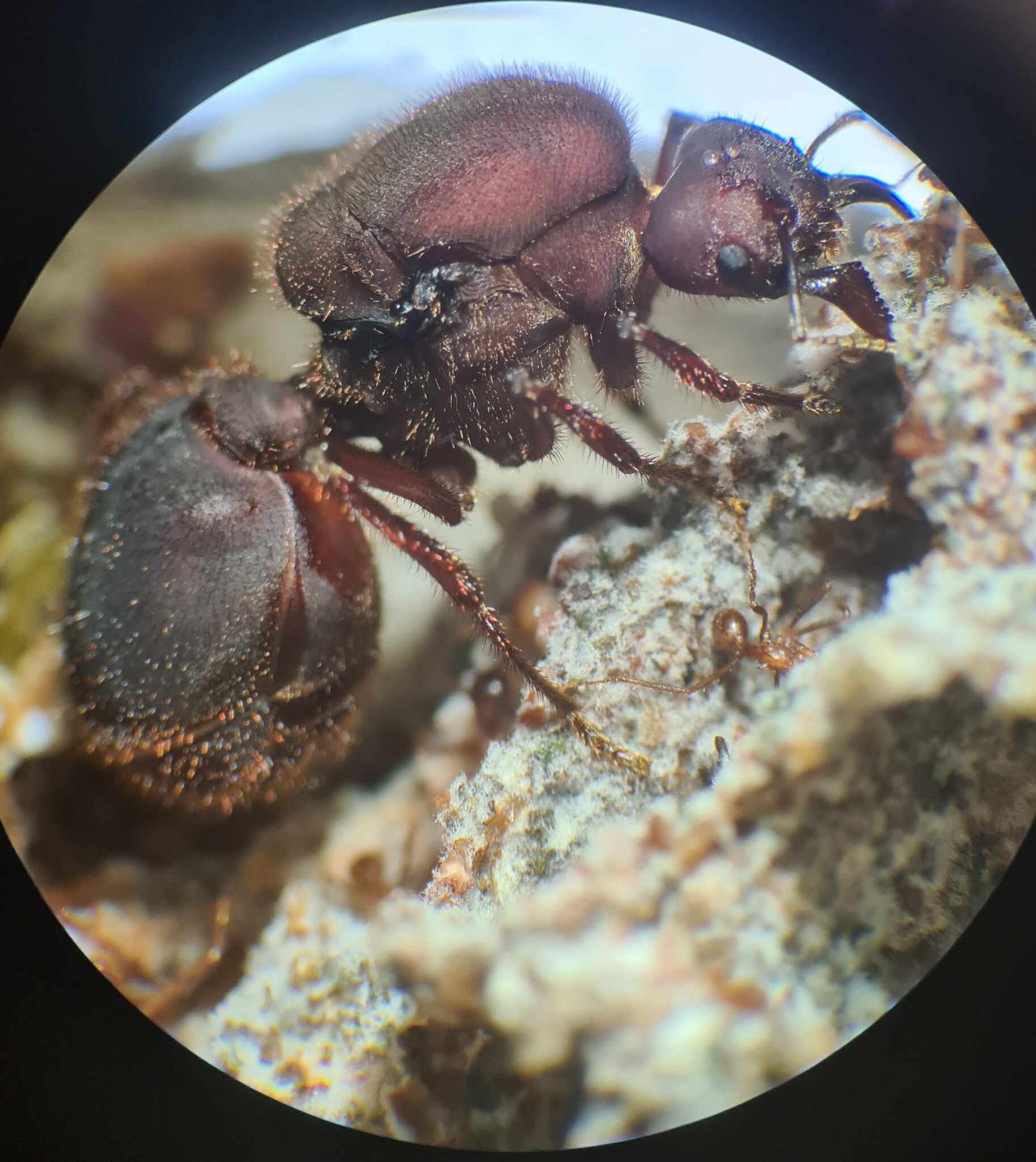 Atta mexicana - Quality Ants