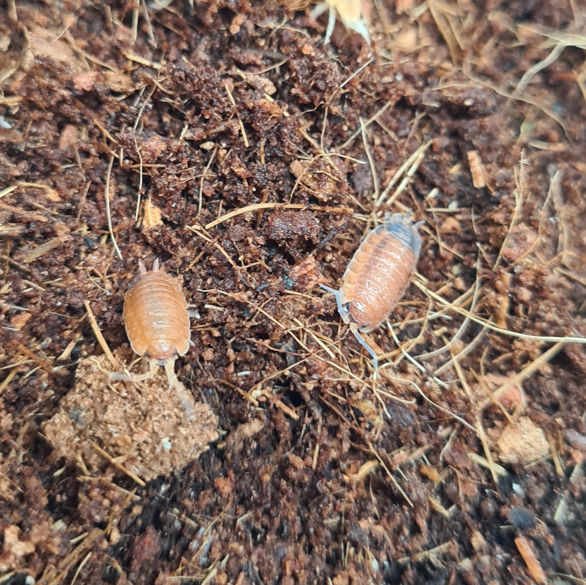 Isopod lava - Quality Ants